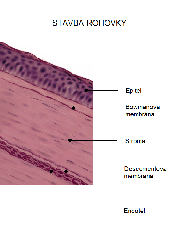 Rohovka (kornea) | Čočky-kontaktní.cz